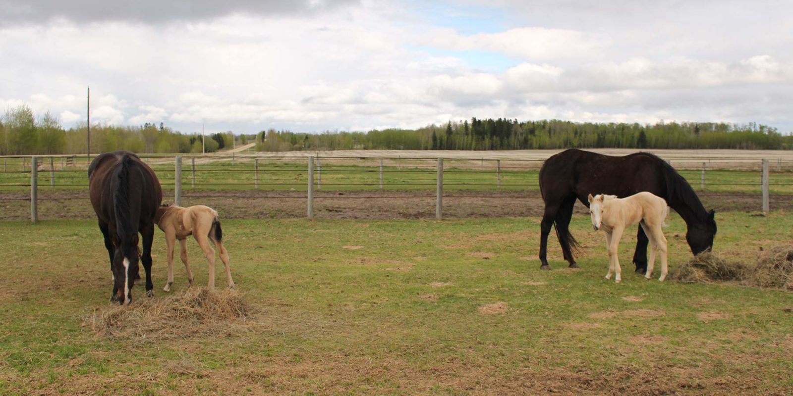 Horse Vaccines • Westlock Veterinary Center